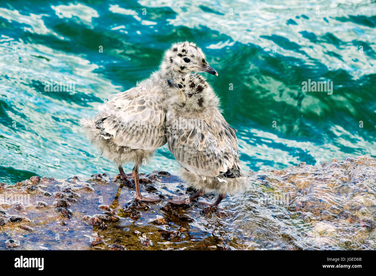 Common Gull chicks in the water Stock Photo - Alamy