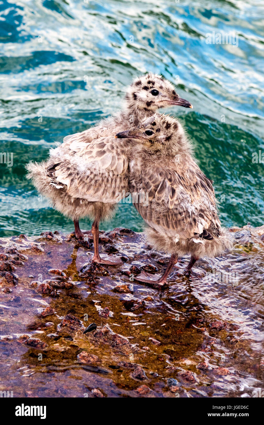 Common Gull chicks in the water Stock Photo - Alamy