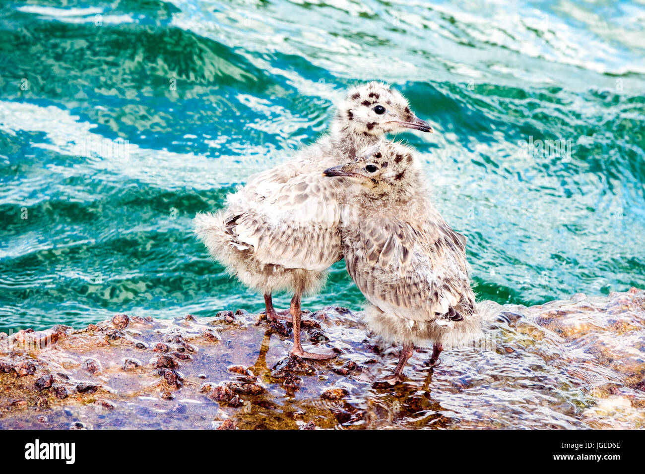 Common Gull chicks in the water Stock Photo - Alamy
