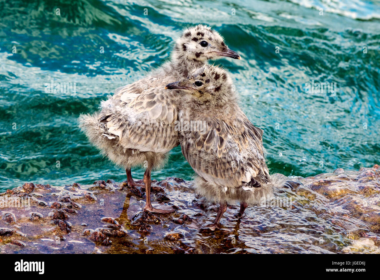 Common Gull chicks in the water Stock Photo - Alamy