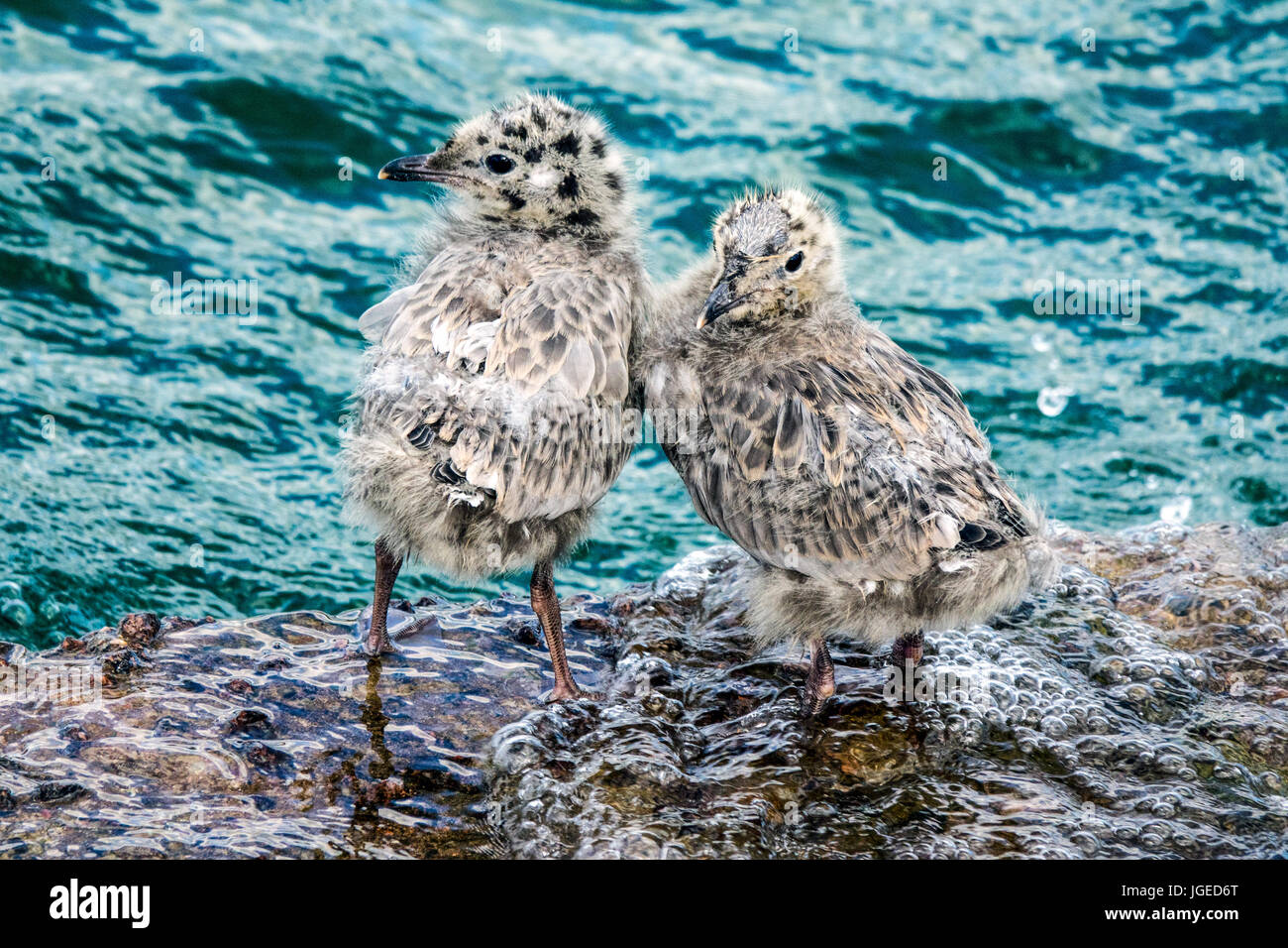 Gull chicks by the lake shore hi-res stock photography and images - Alamy