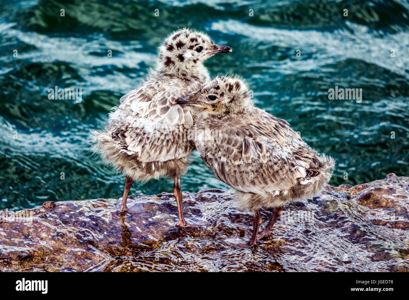 Common Gull chicks in the water Stock Photo - Alamy