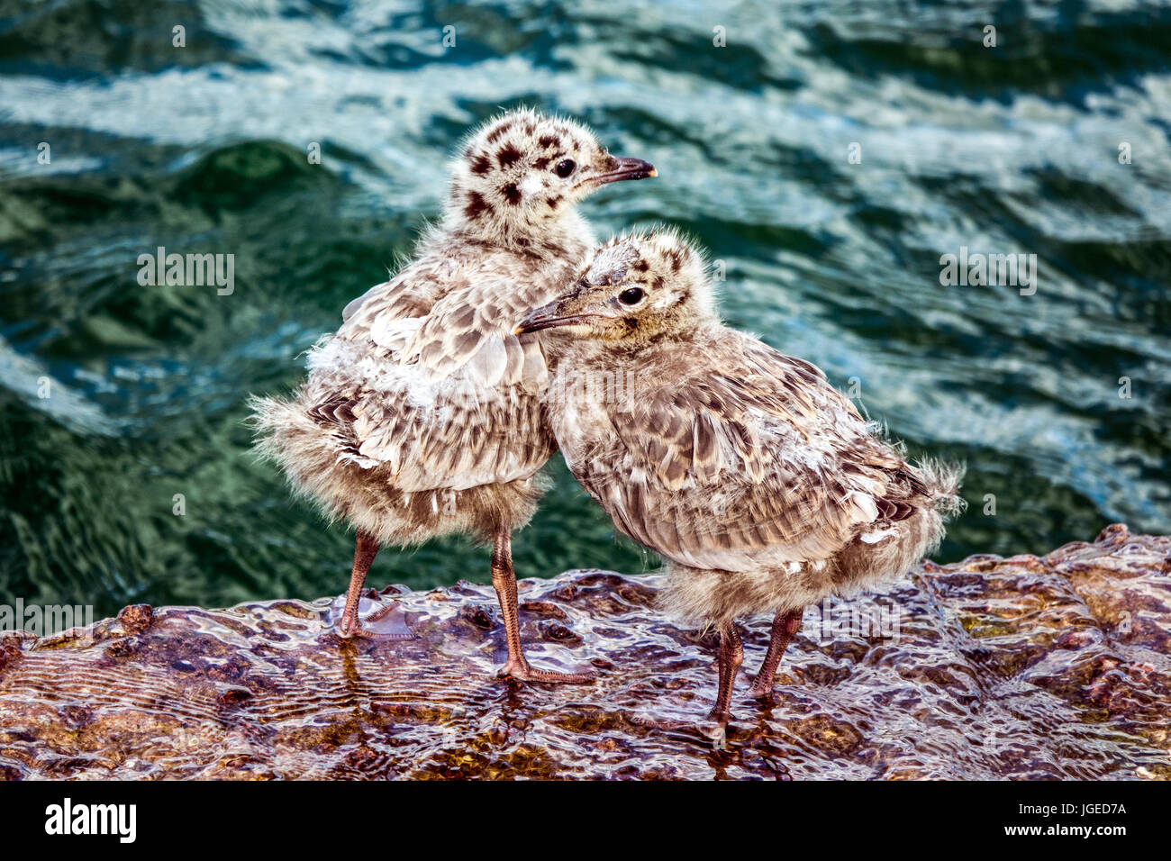 Gull chicks by the lake shore hi-res stock photography and images - Alamy