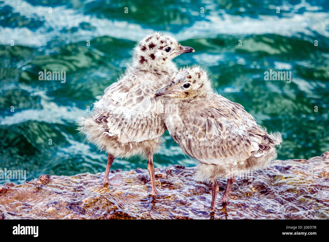 Common Gull chicks in the water Stock Photo - Alamy