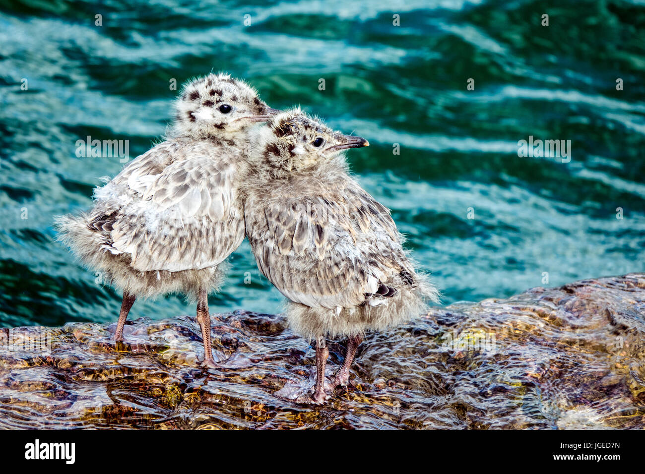 Common Gull chicks in the water Stock Photo - Alamy