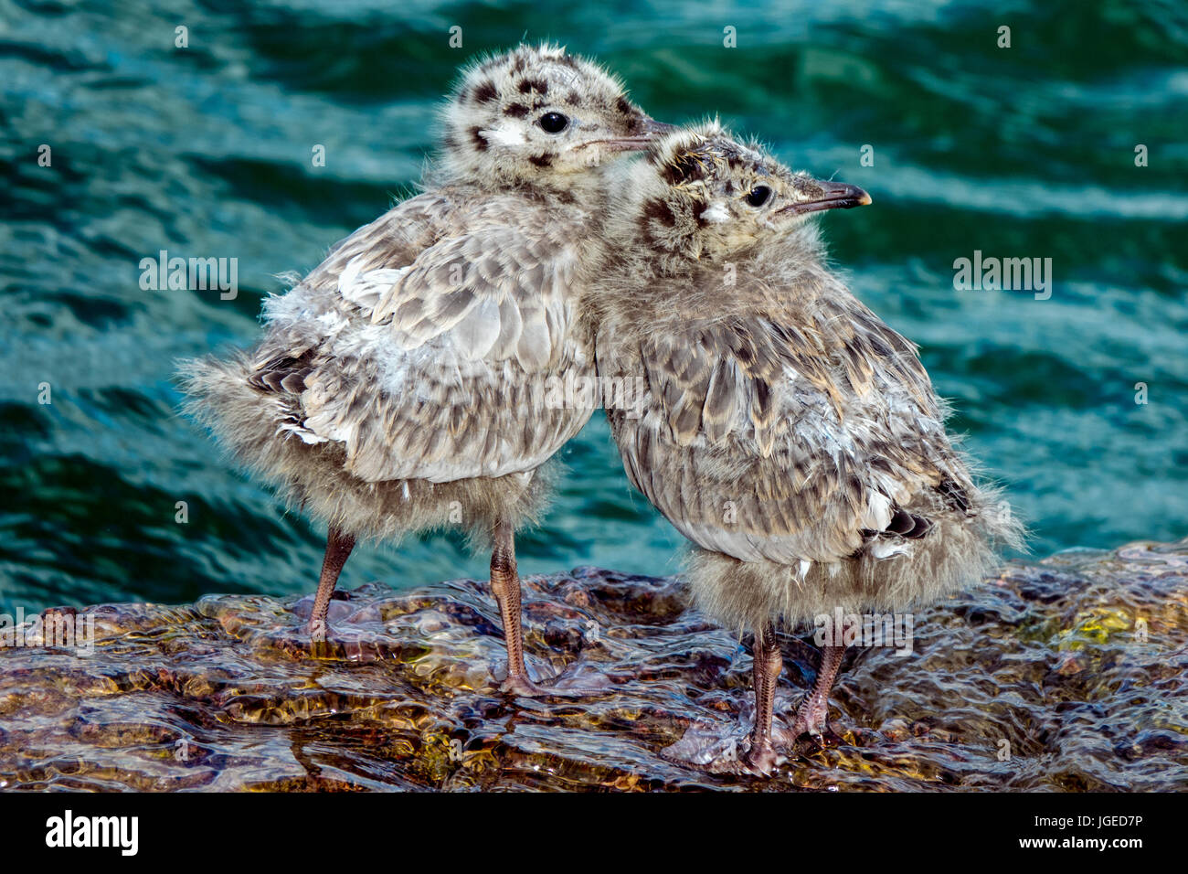 Common Gull chicks in the water Stock Photo - Alamy