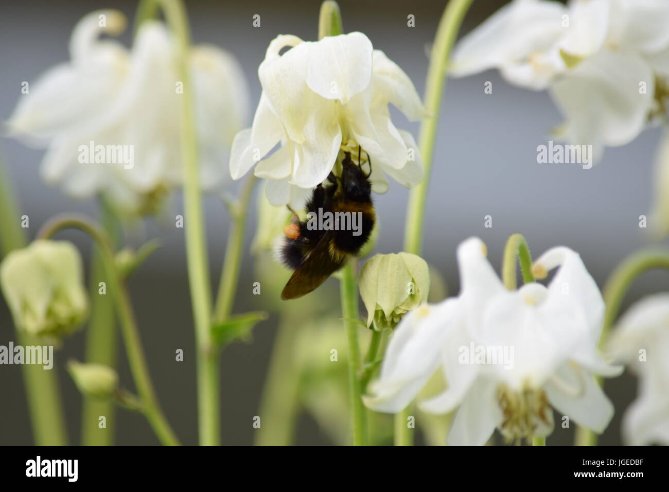 Bee on white aquilegia Stock Photo - Alamy