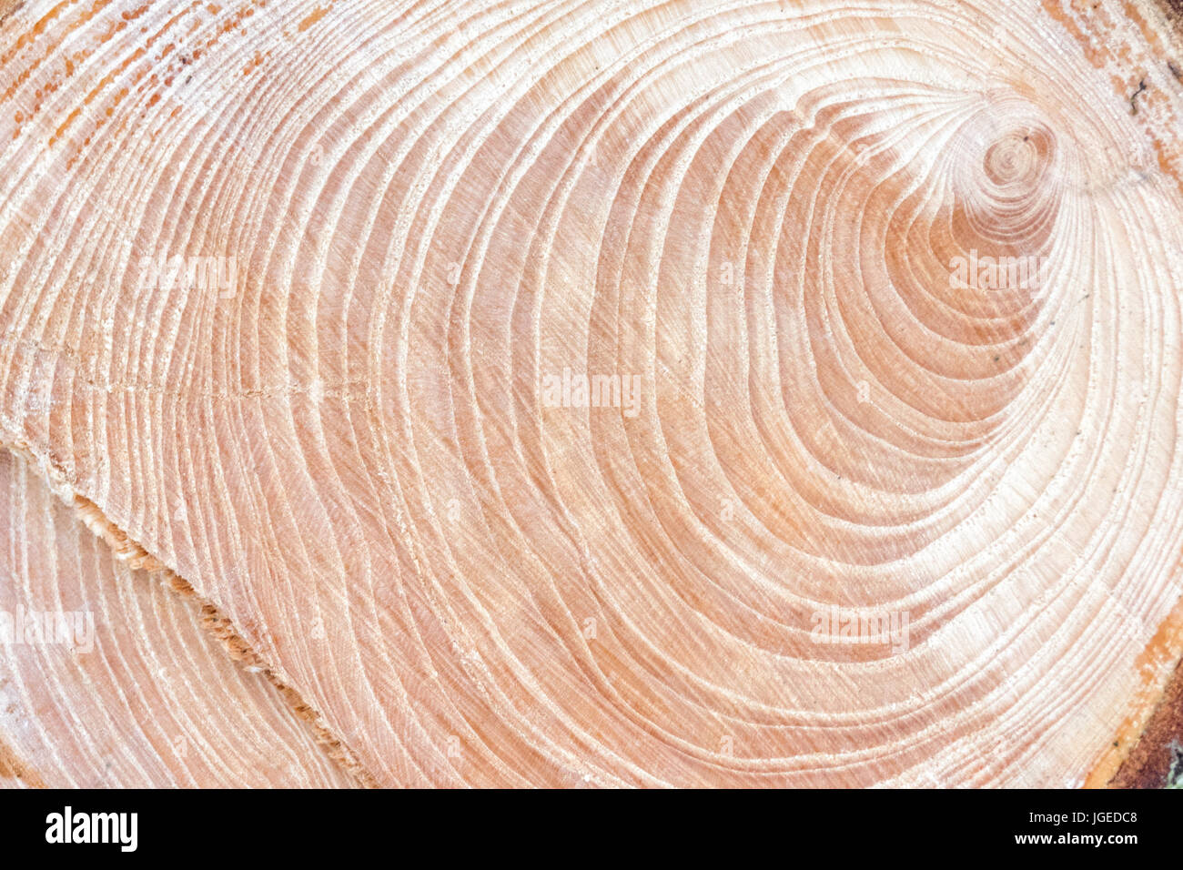 cross section of a tree Stock Photo - Alamy