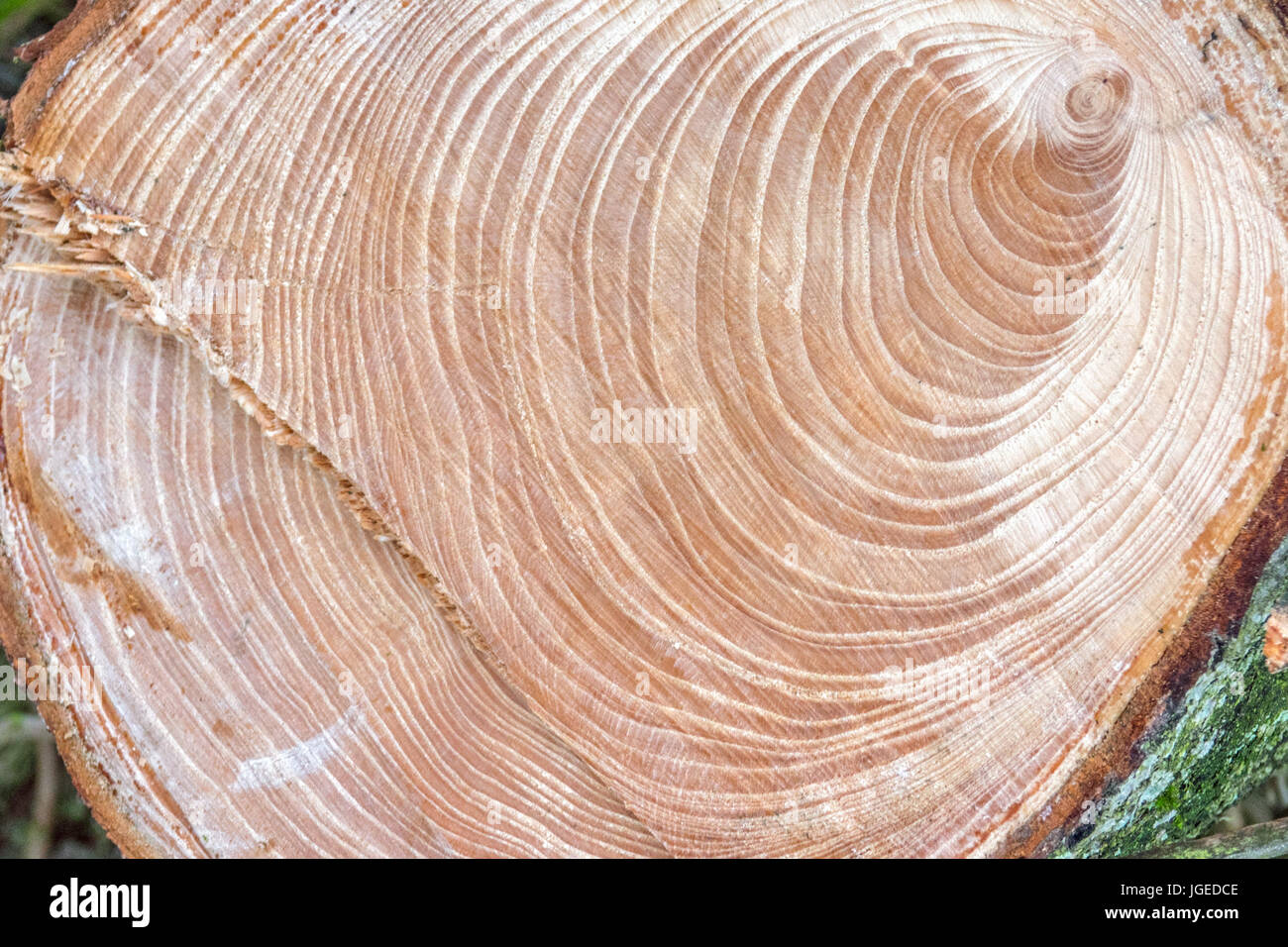 cross section of a tree Stock Photo - Alamy