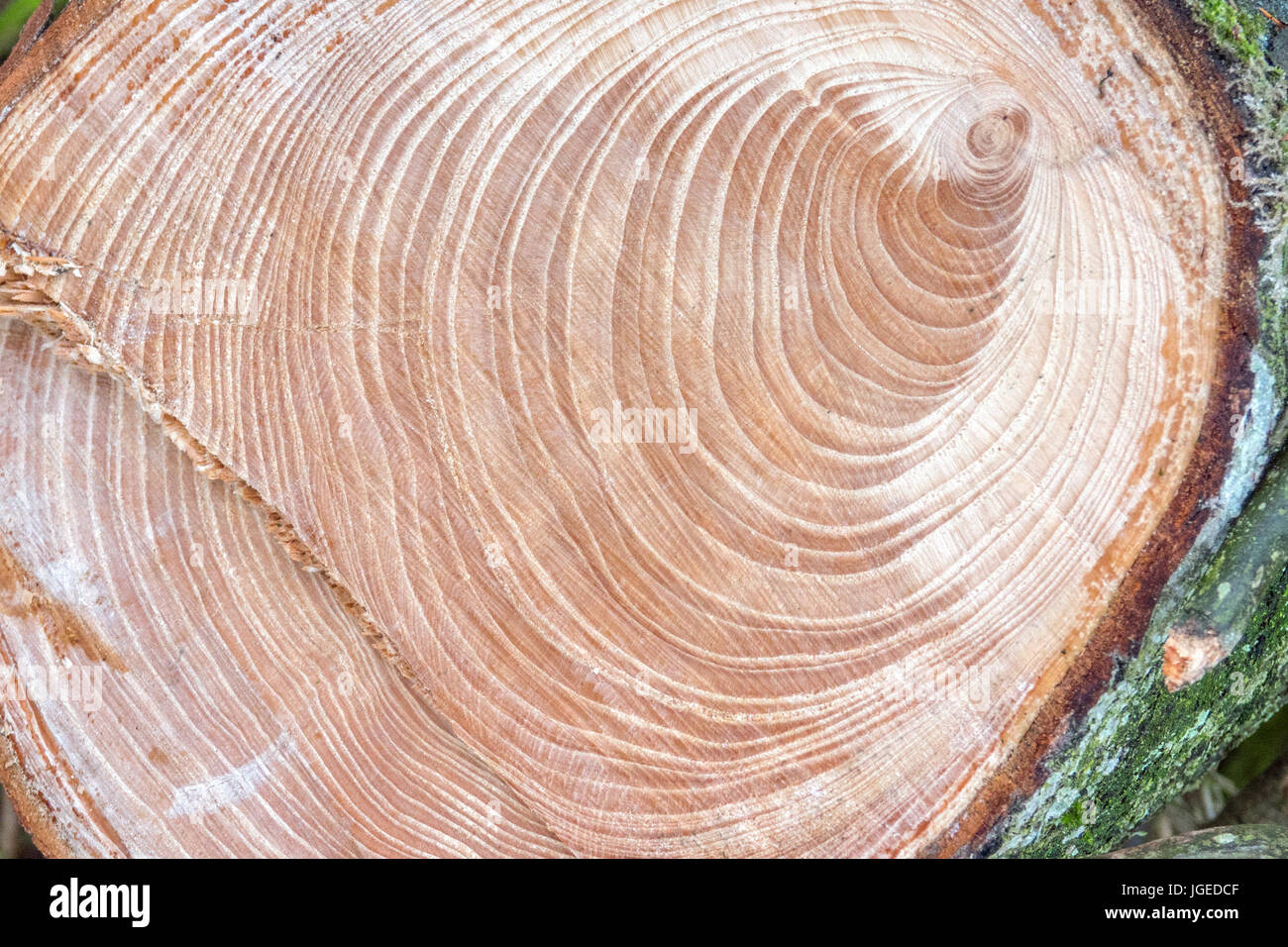 cross section of a tree Stock Photo - Alamy