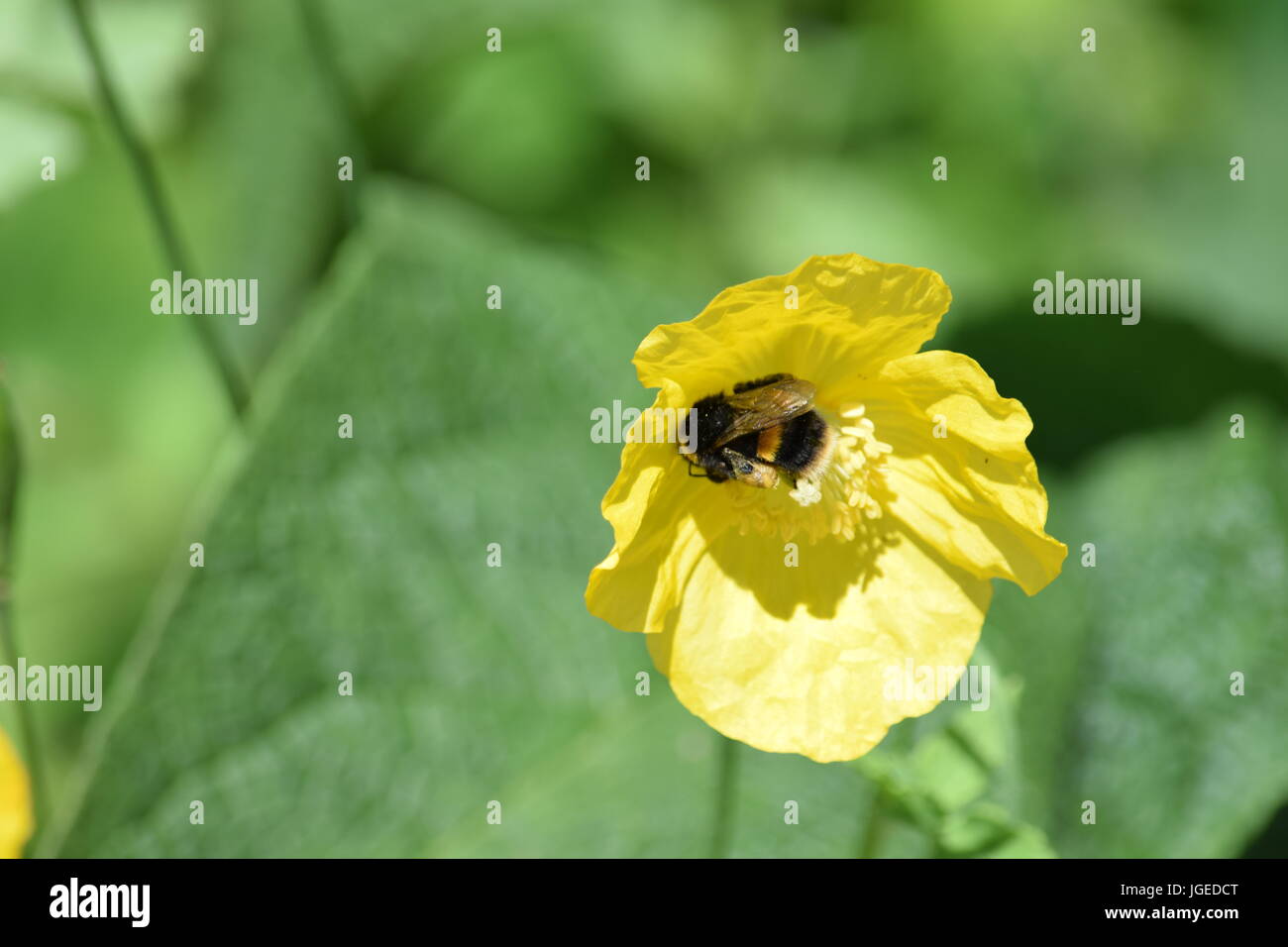 Welsh poppy insect hi-res stock photography and images - Alamy