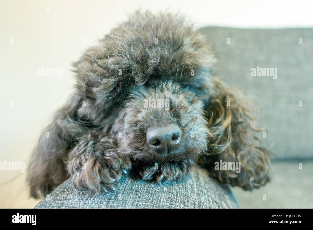 Black miniature poodle Stock Photo - Alamy