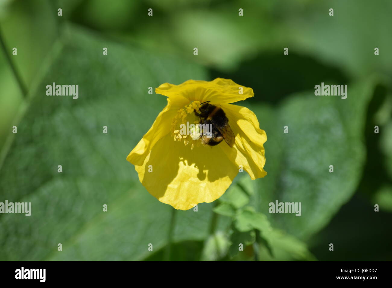 Bee in a yellow Welsh poppy Stock Photo - Alamy