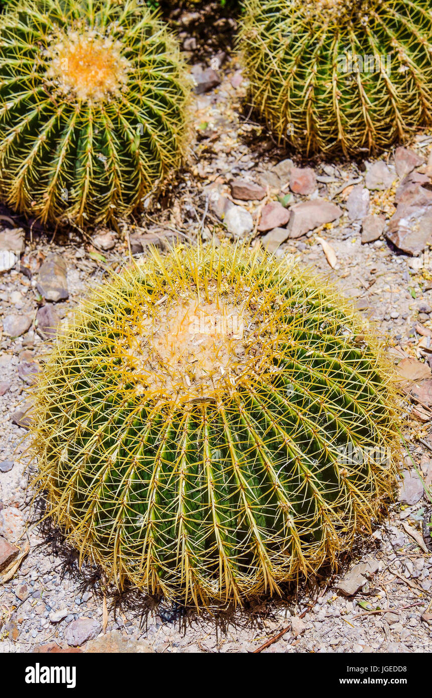 Three large round cacti with spikes in garden Stock Photo - Alamy