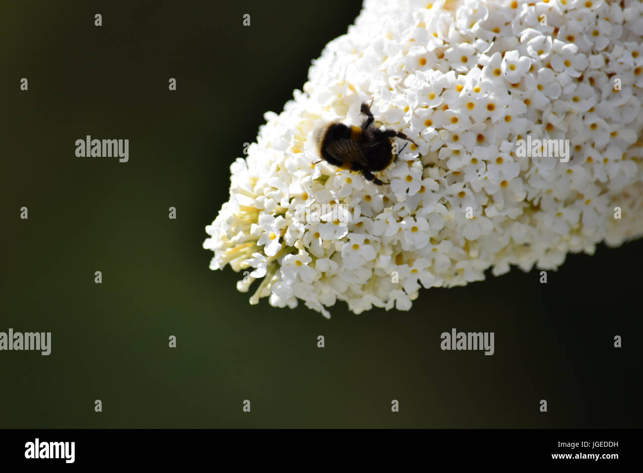 Bee on buddleia Stock Photo - Alamy