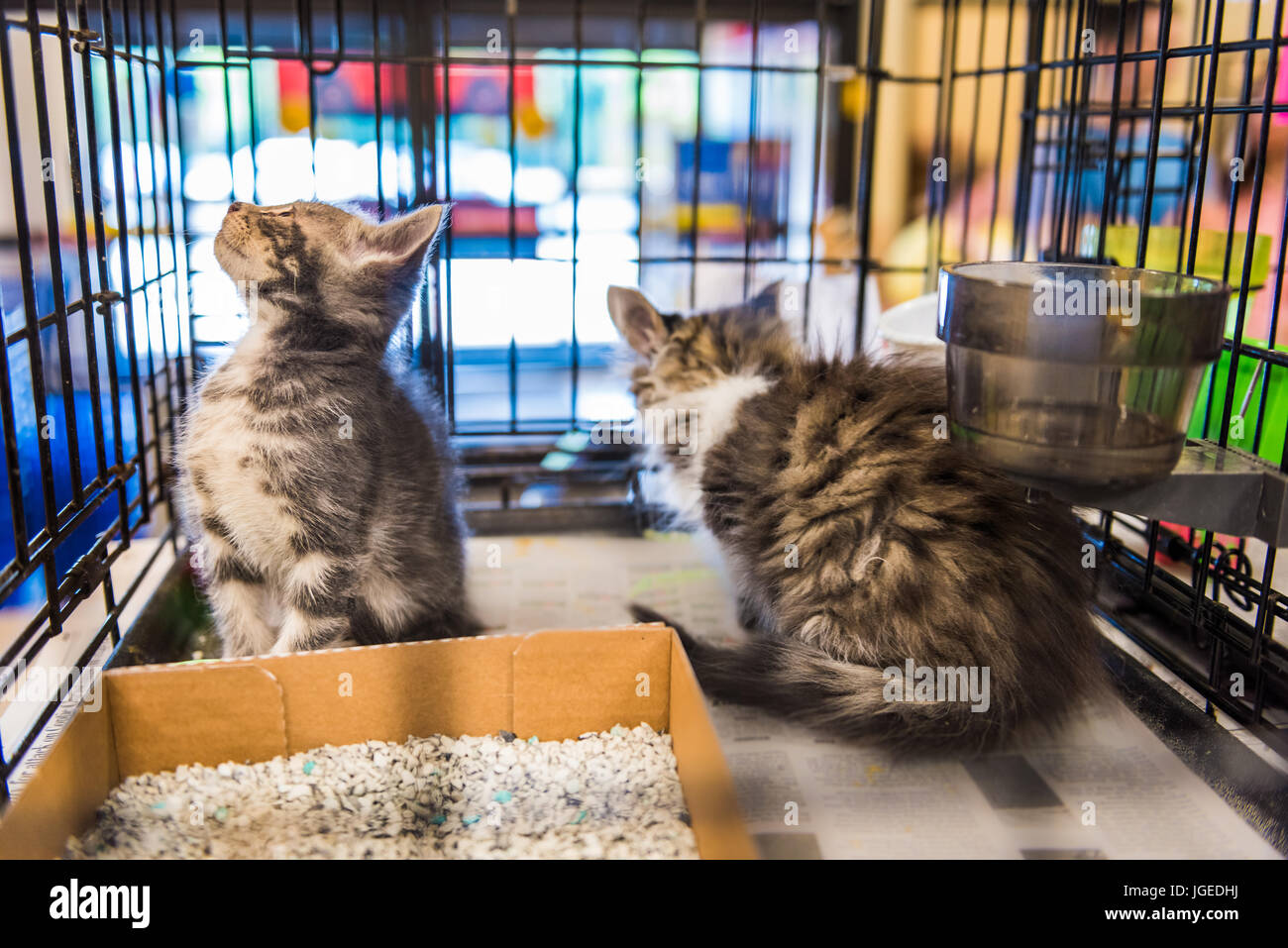 Tiny whiskers hi-res stock photography and images - Alamy