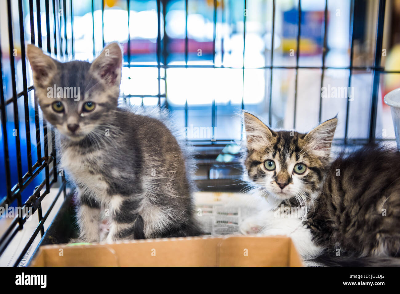 Two tiny kittens in cage behind bars waiting for adoption Stock Photo ...