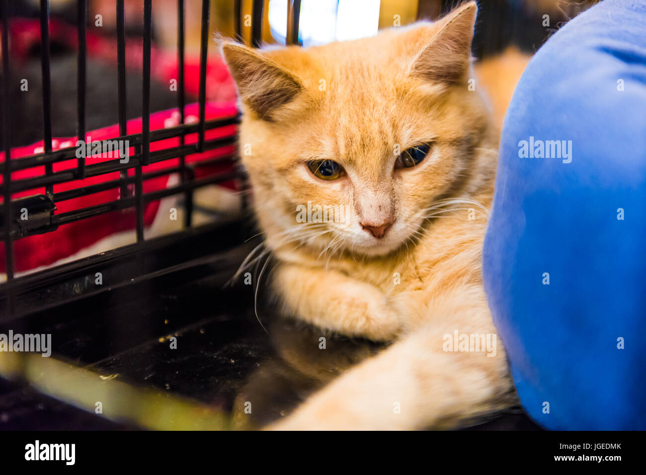 Pale shelter hi-res stock photography and images - Alamy