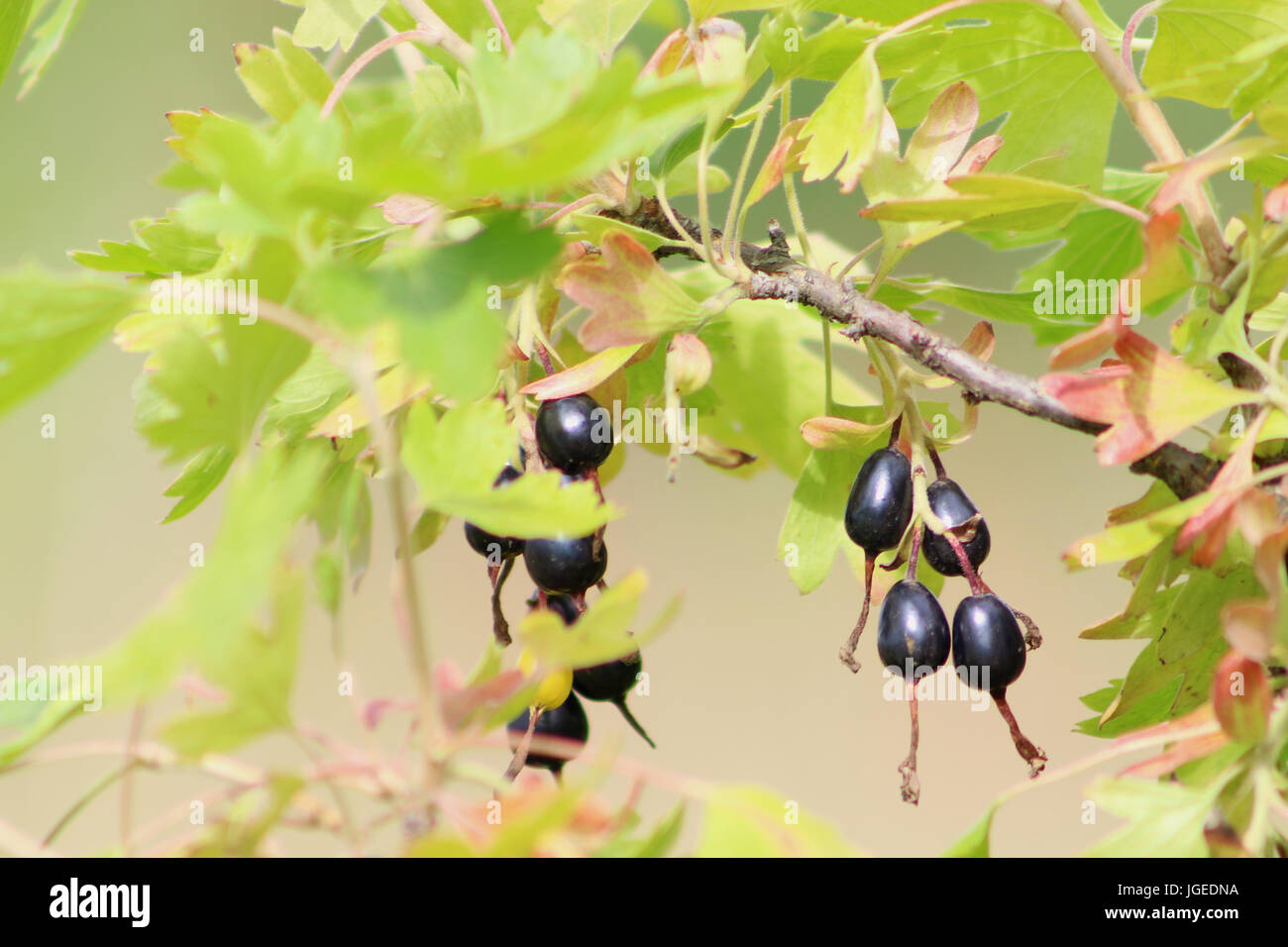 Berry gooseberry hi-res stock photography and images - Alamy