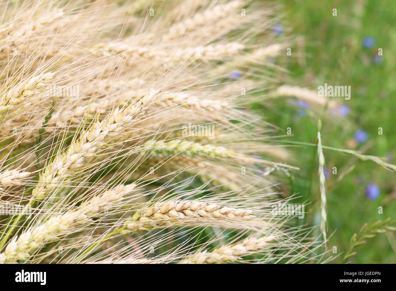 border of the wheat field Stock Photo - Alamy