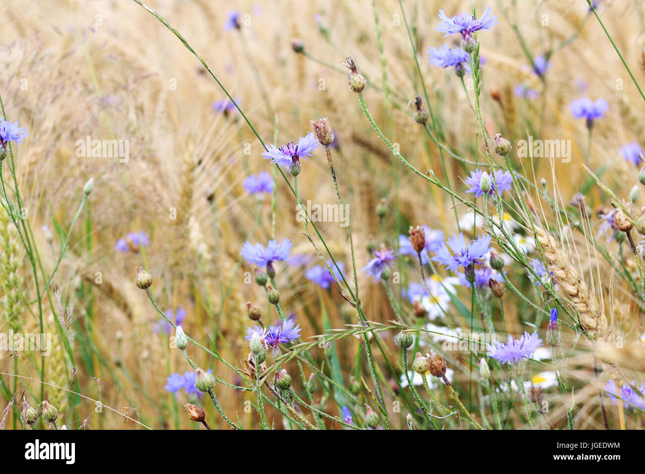 Grain field with cornflowers hi-res stock photography and images - Alamy