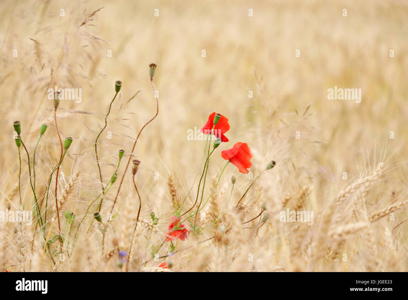 Poppy grows on wheat field Stock Photo - Alamy