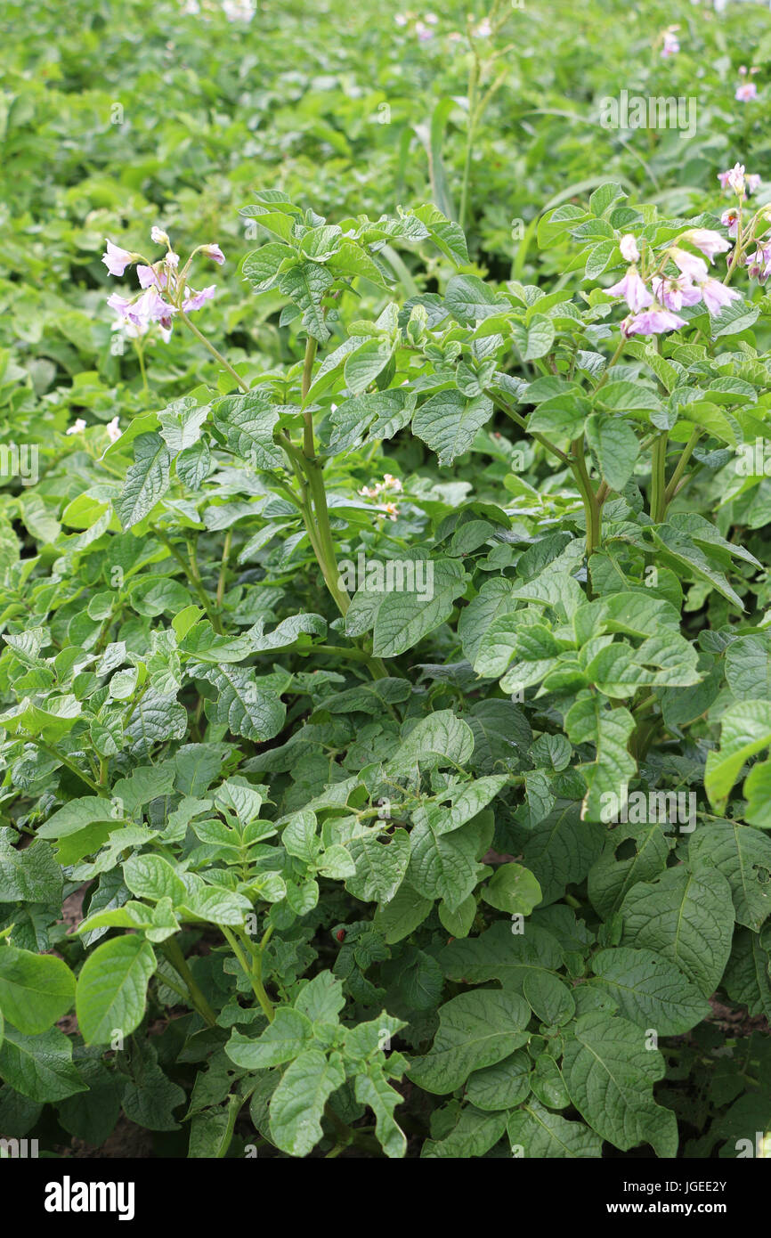 potato bush blooms vertical Stock Photo - Alamy