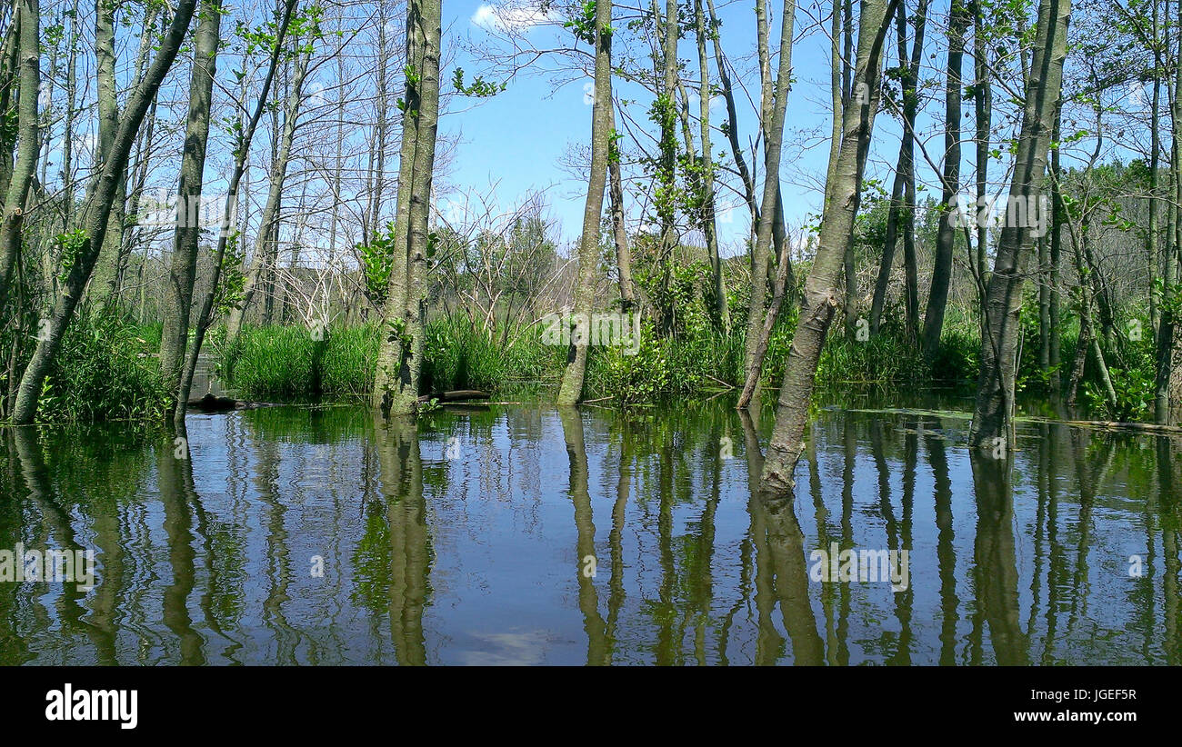dead trees in flooded woodland with sky reflection in water Stock Photo ...