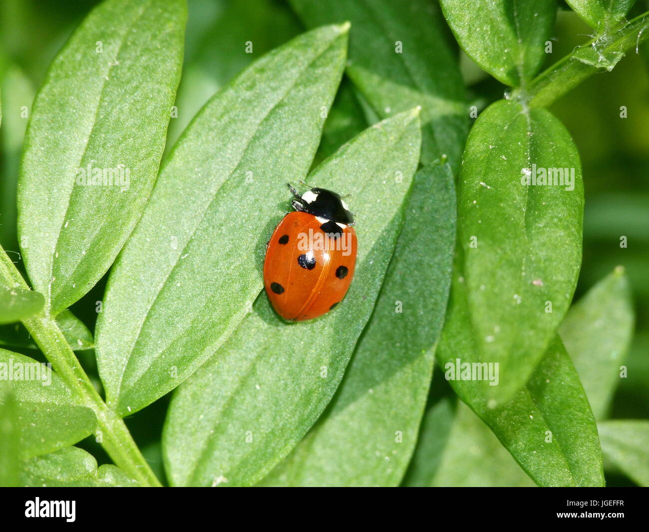 Leaf and ladybird Stock Photo - Alamy