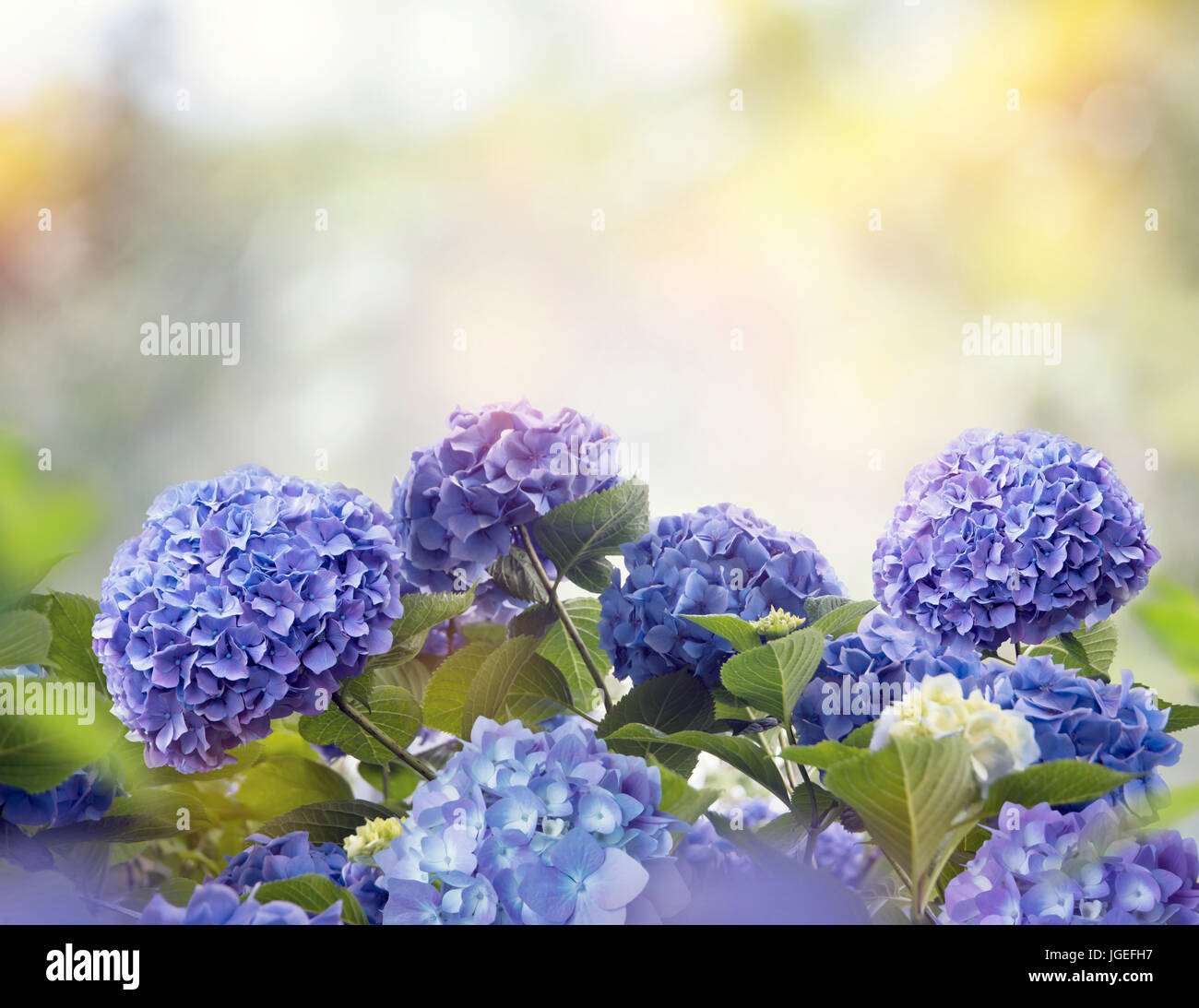 blue hydrangea flowers in the garden Stock Photo - Alamy