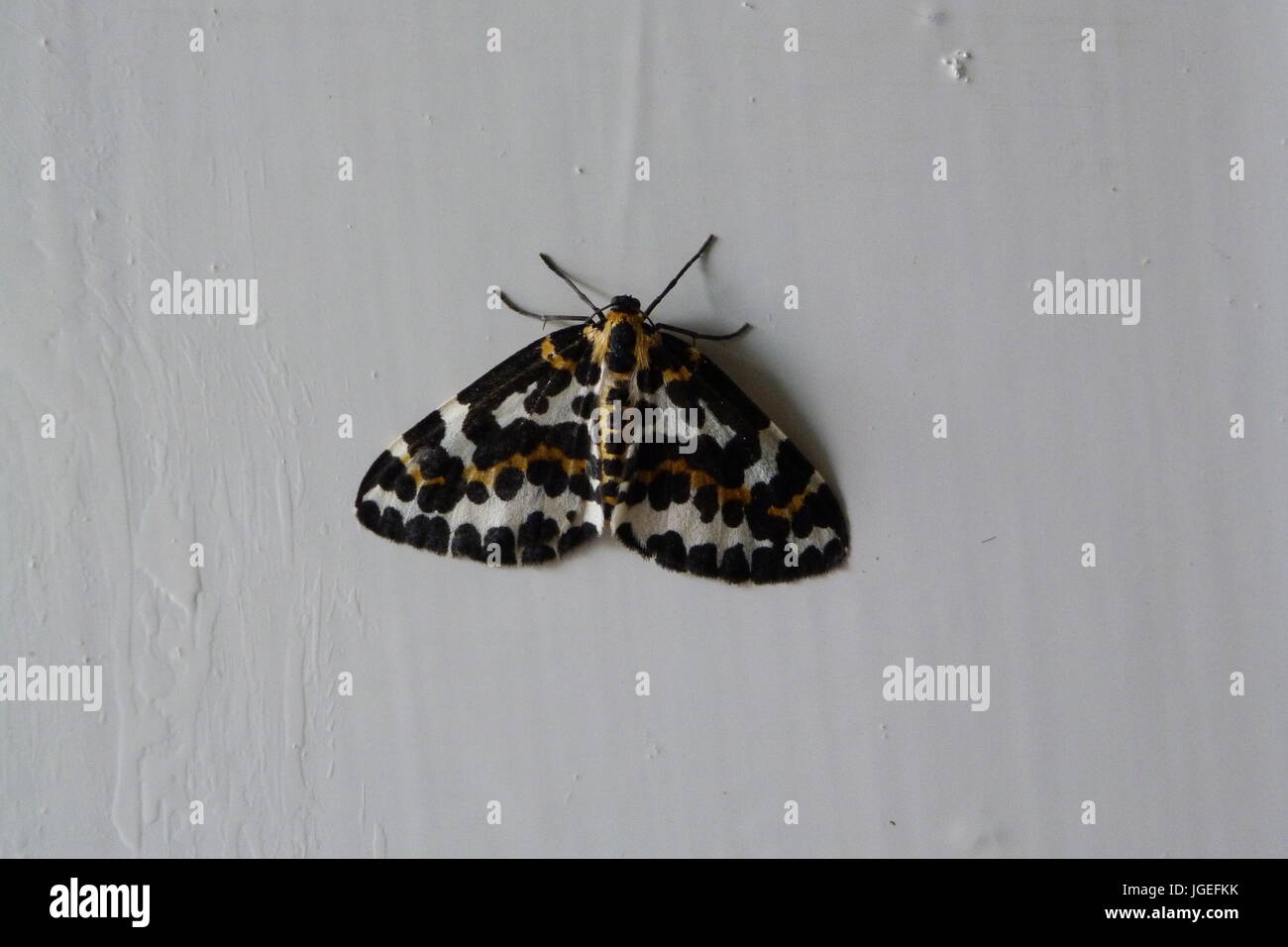 Abraxas grossulariata or Magpie moth Stock Photo - Alamy