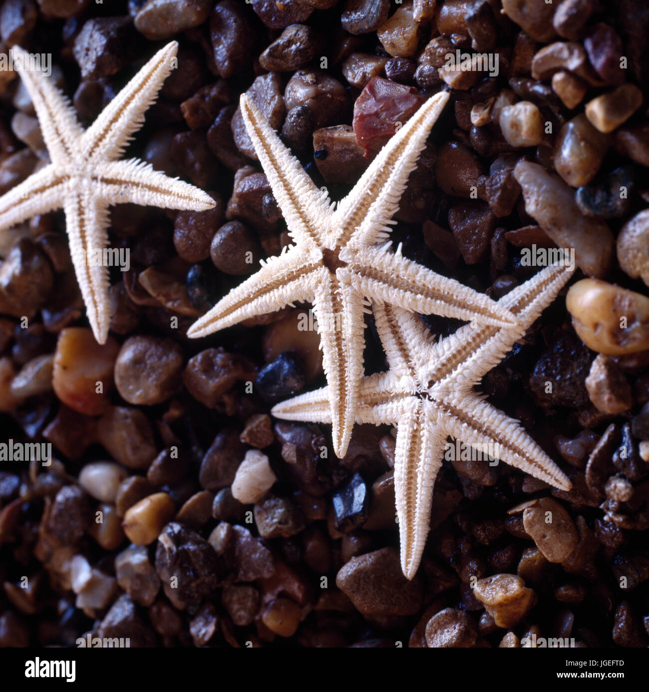 Star fish hi-res stock photography and images - Alamy