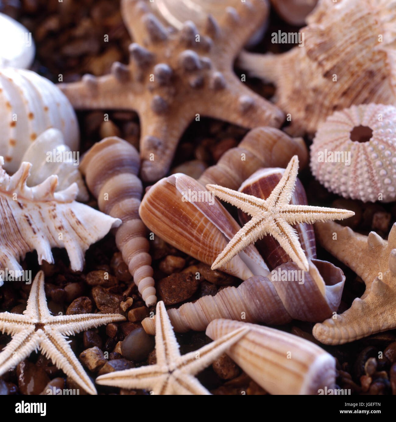 Close up sea shells hi-res stock photography and images - Alamy