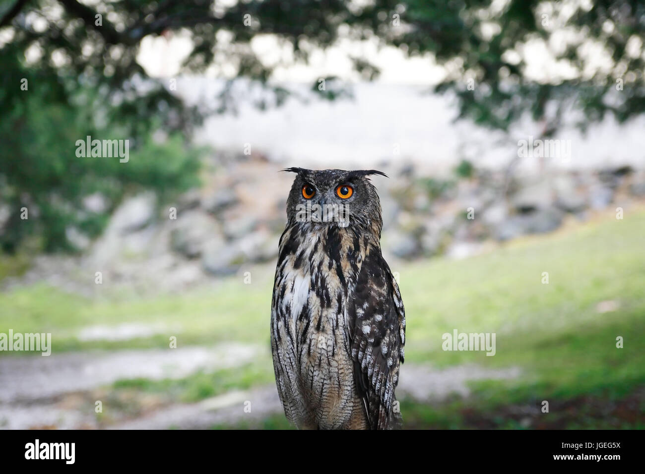 Eagle-owl after rain sitting on forest background Stock Photo - Alamy