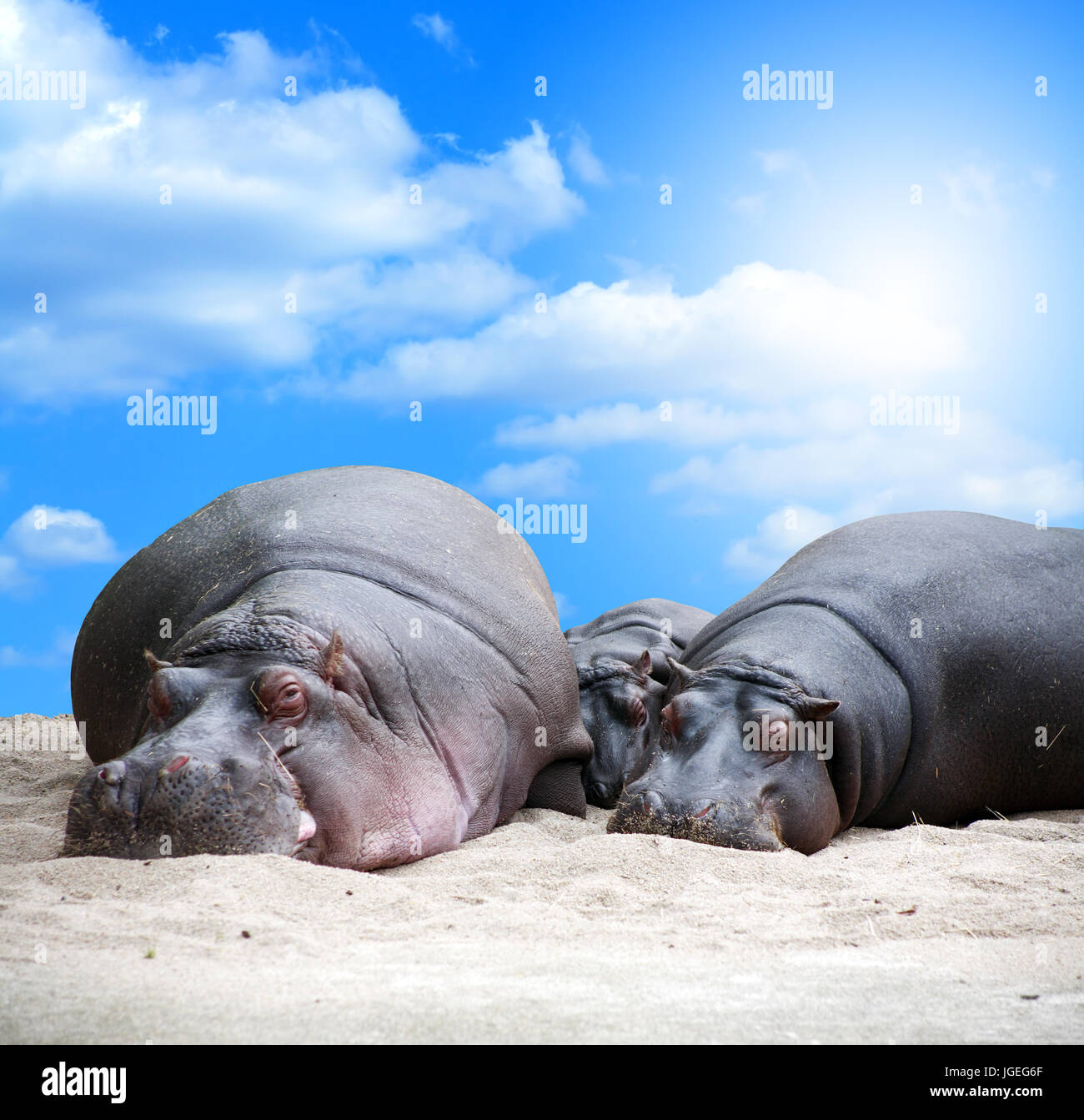 Fun portrait of hippopotamus family slipping on sand on blue sky ...
