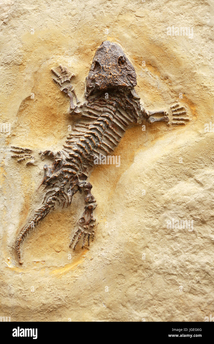 Ancient lizard fossil on yellow stone background Stock Photo - Alamy