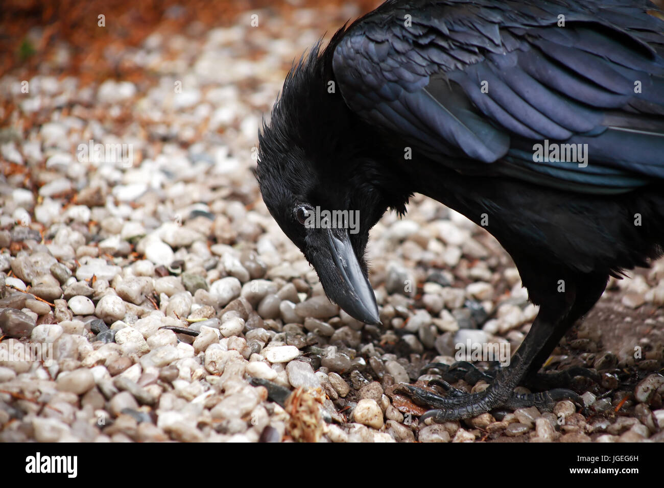 Closeup of black raven standing on ground and looking down Stock Photo ...