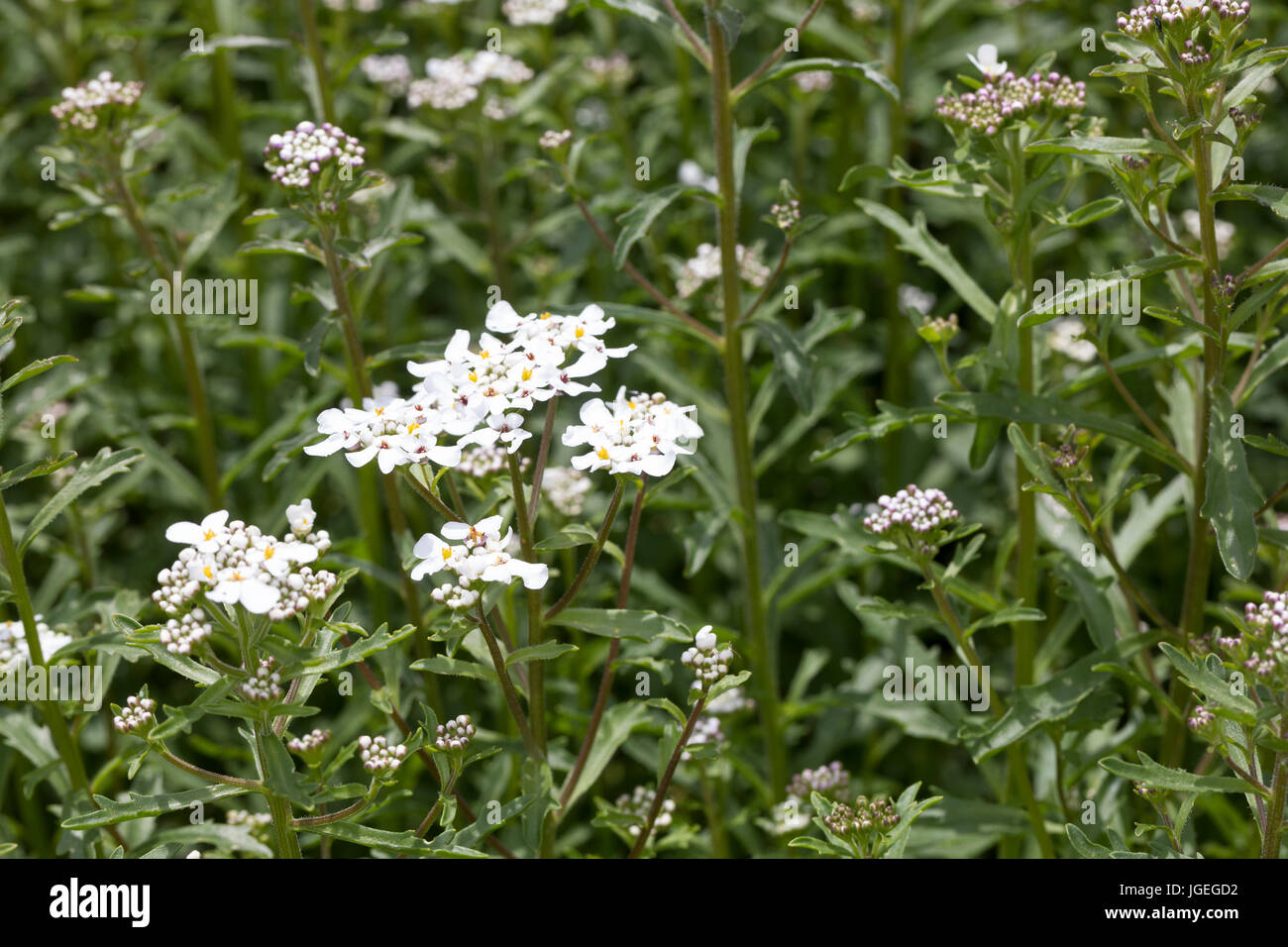 Bittere Schleifenblume, Bitterer Bauernsenf, Iberis amara, Wild Candytuft, Rocket Candytuft ...