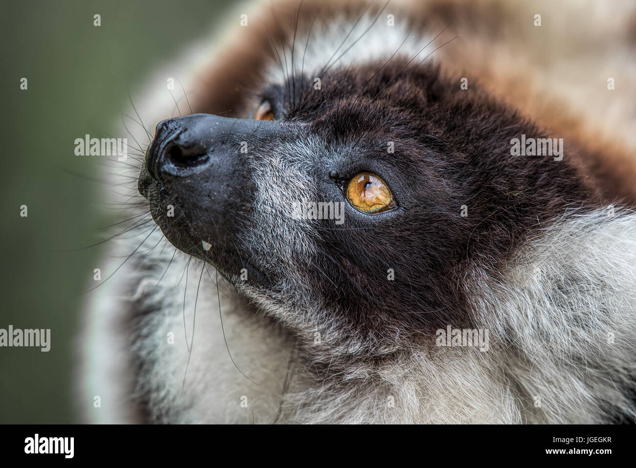 A very close photograph of the head of a black and white ruffed lemur ...