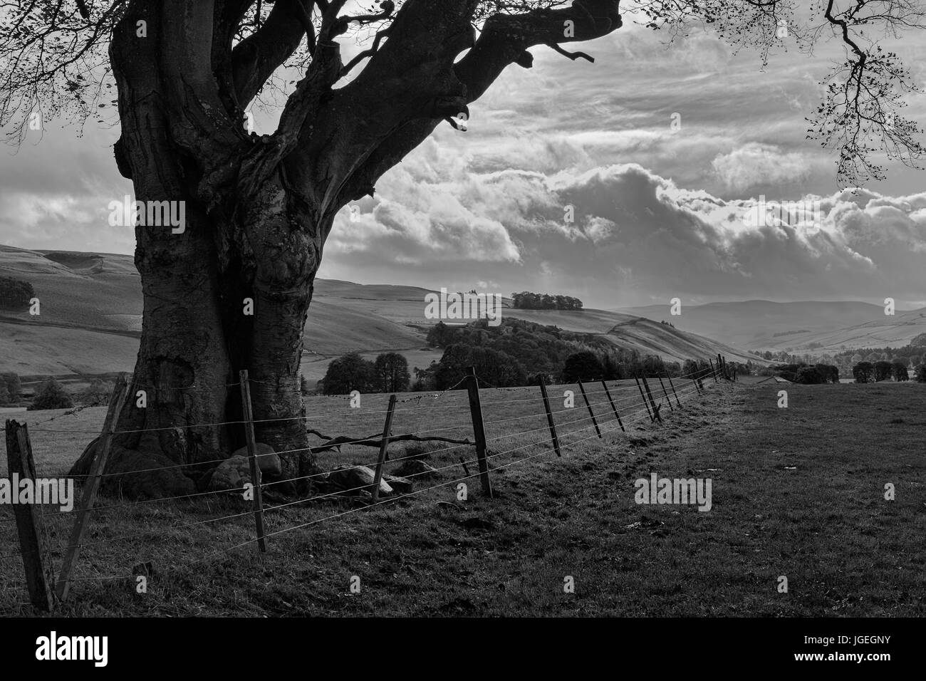 Country near Barony Castle, Eddleston, Scottish Borders, UK: black and ...