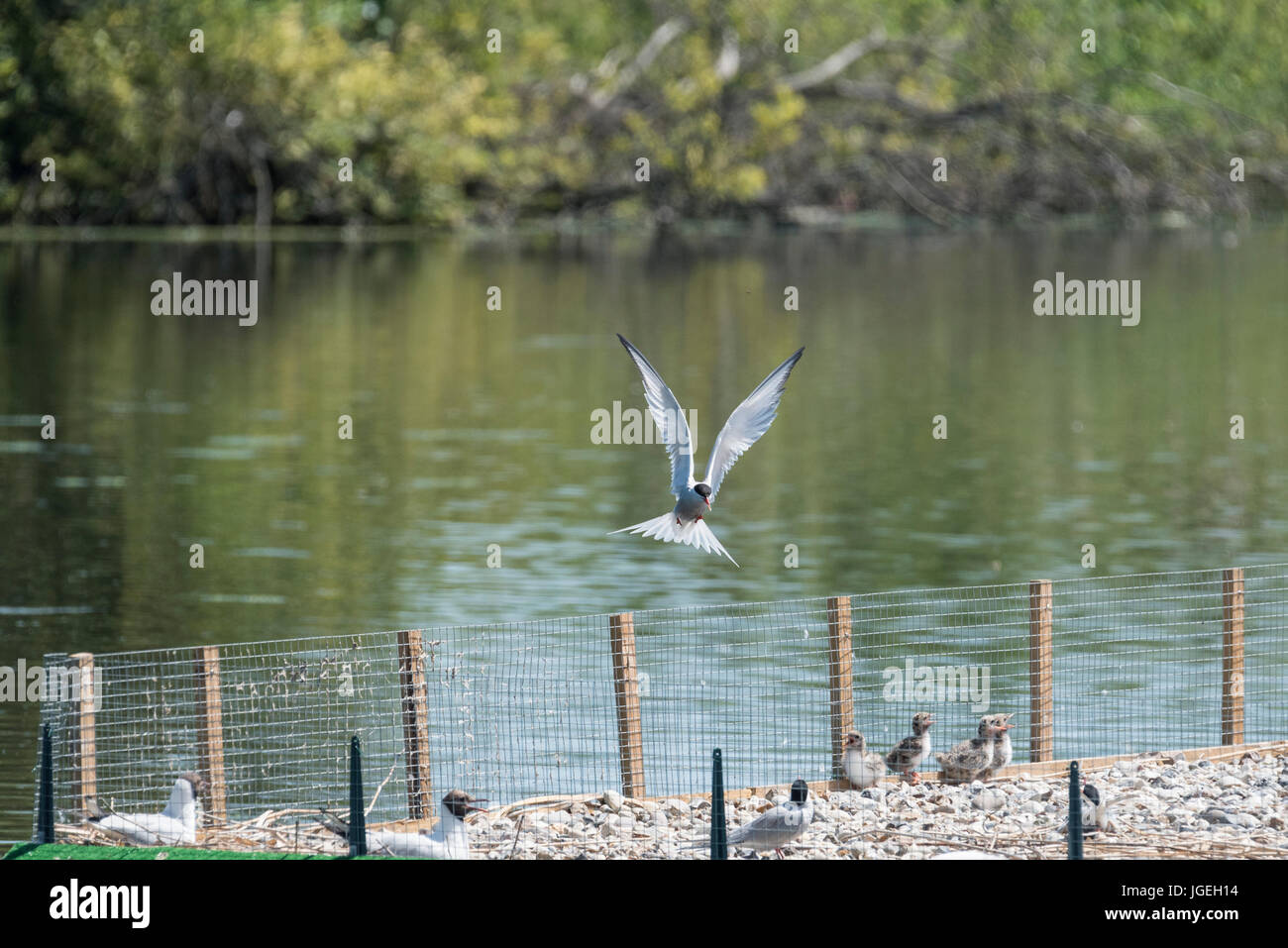 A Common Tern (Sterna hirundo) landing on a raft Stock Photo - Alamy