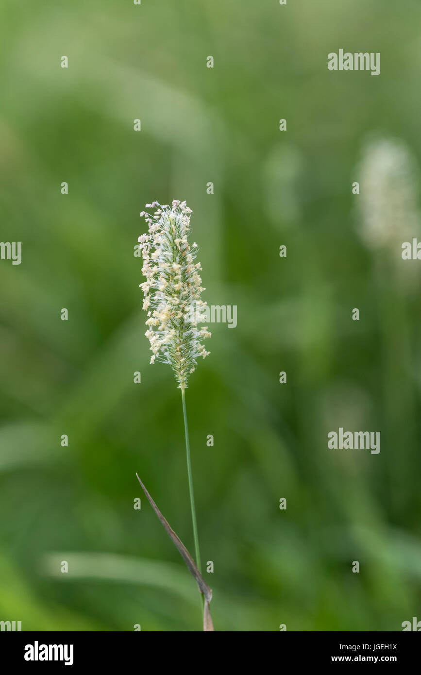 Smaller Cat's tail Phleum nodosum) in flower Stock Photo - Alamy