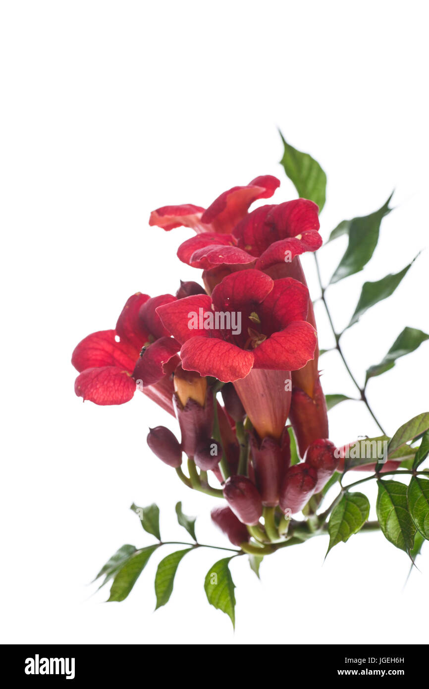 Curly flower petals Cut Out Stock Images & Pictures - Alamy