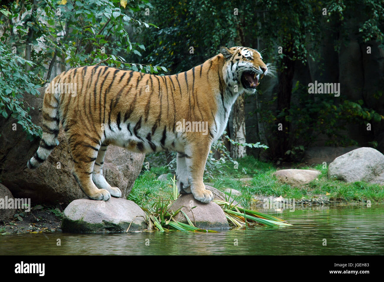 Siberian tiger roaring hi-res stock photography and images - Alamy
