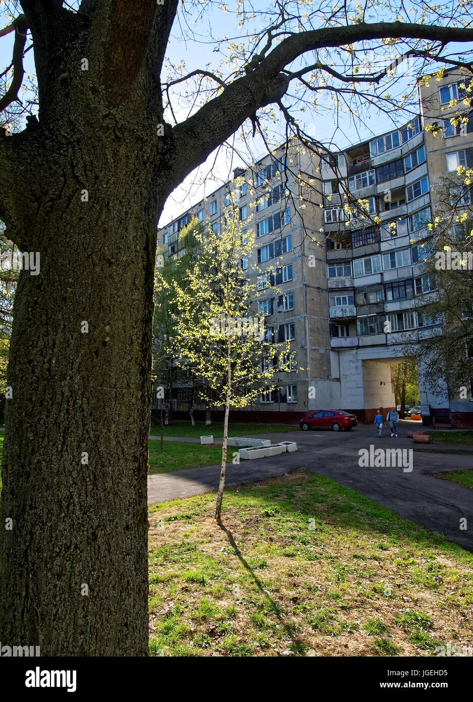 the trees near the house in Moscow in the spring Stock Photo - Alamy