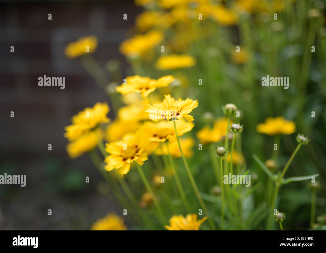 Coreopsis baby gold flowers, flower head with soft focus blurred yellow ...