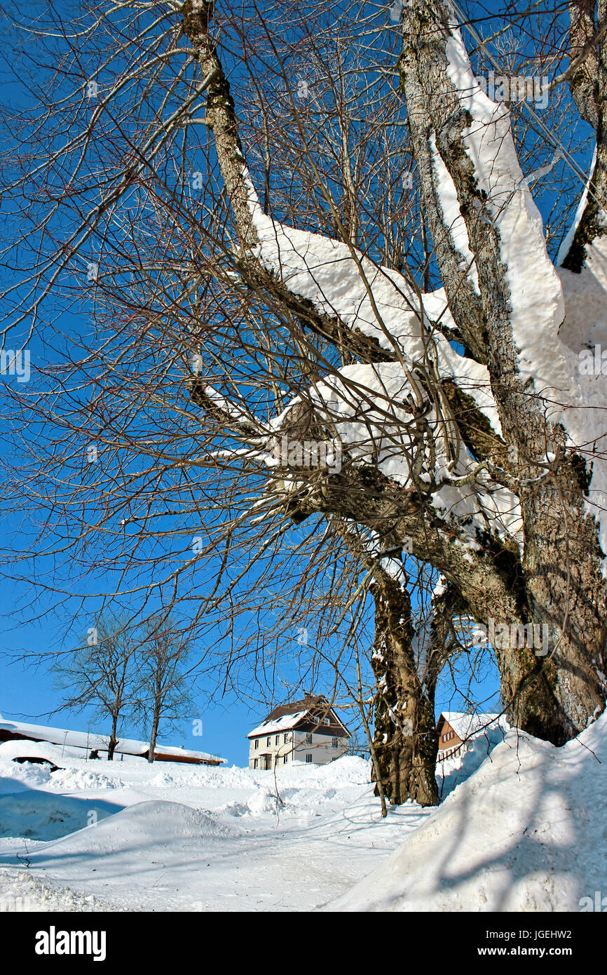 Winter in Breitnau in the Black Forest, Germany Stock Photo - Alamy