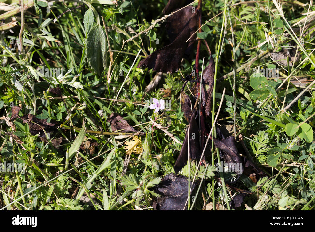 Little flower amongst different plants. Close up. Background of ...