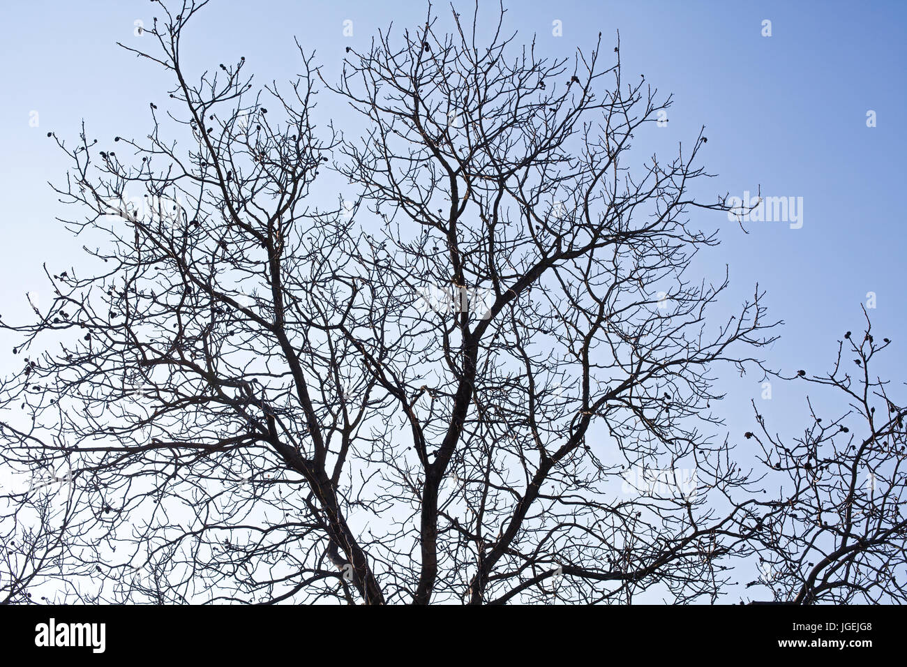 Scenic picture of dry trees and sky on transilvanian countryside at ...
