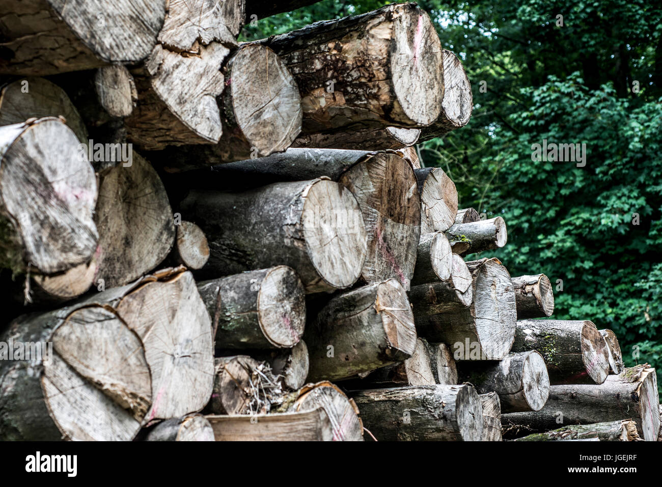 Abstract photo of a pile of natural wooden logs background dry chopped ...